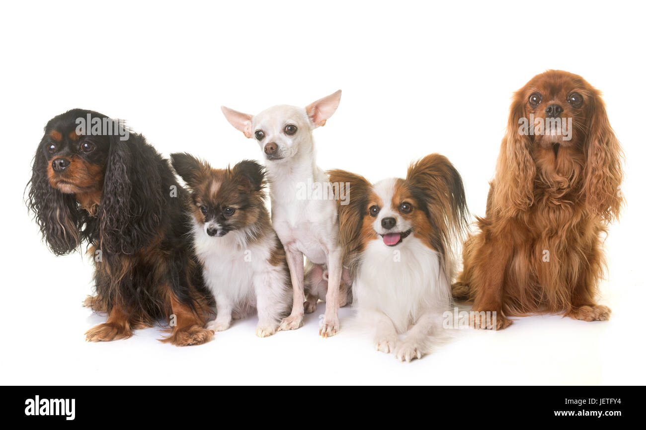 group of little dogs in front of white background Stock Photo - Alamy
