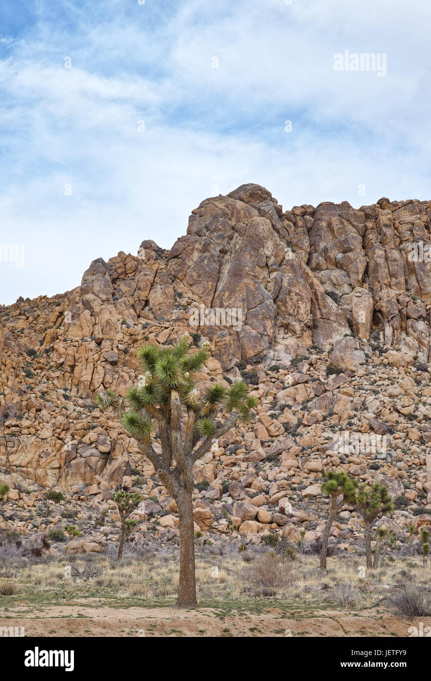 Single tree and cactus hi-res stock photography and images - Alamy