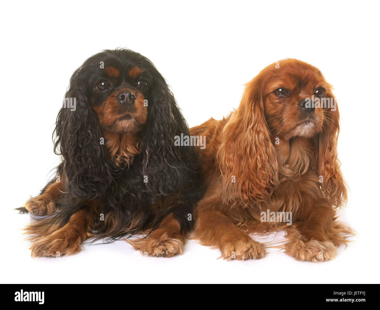 cavalier king charles in front of white background Stock Photo - Alamy