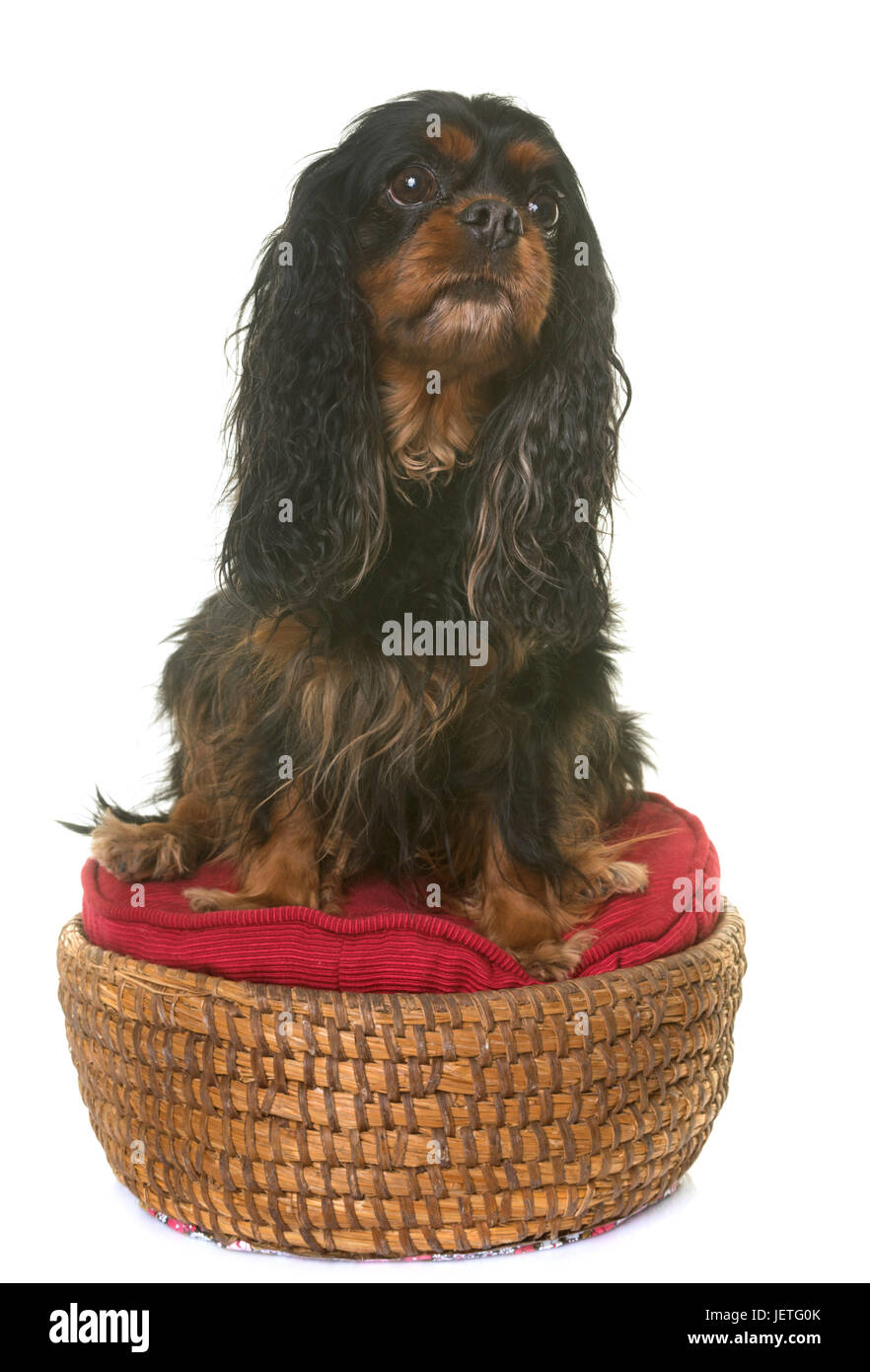 cavalier king charles in front of white background Stock Photo - Alamy