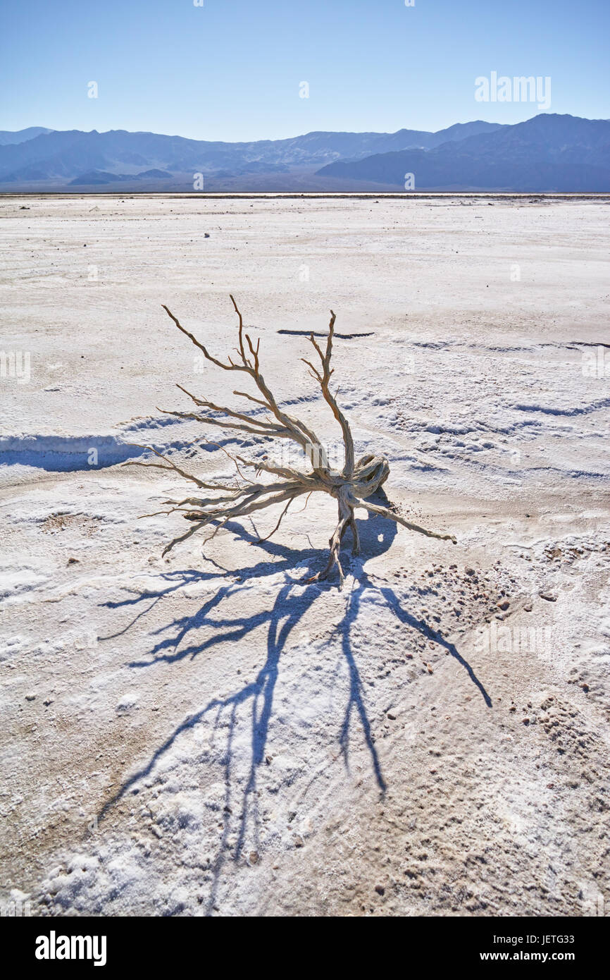 Dead mesquite tree hi-res stock photography and images - Alamy