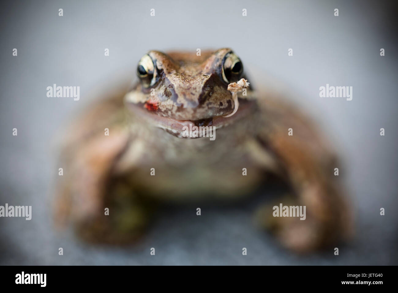 Scoff frog hi-res stock photography and images - Alamy