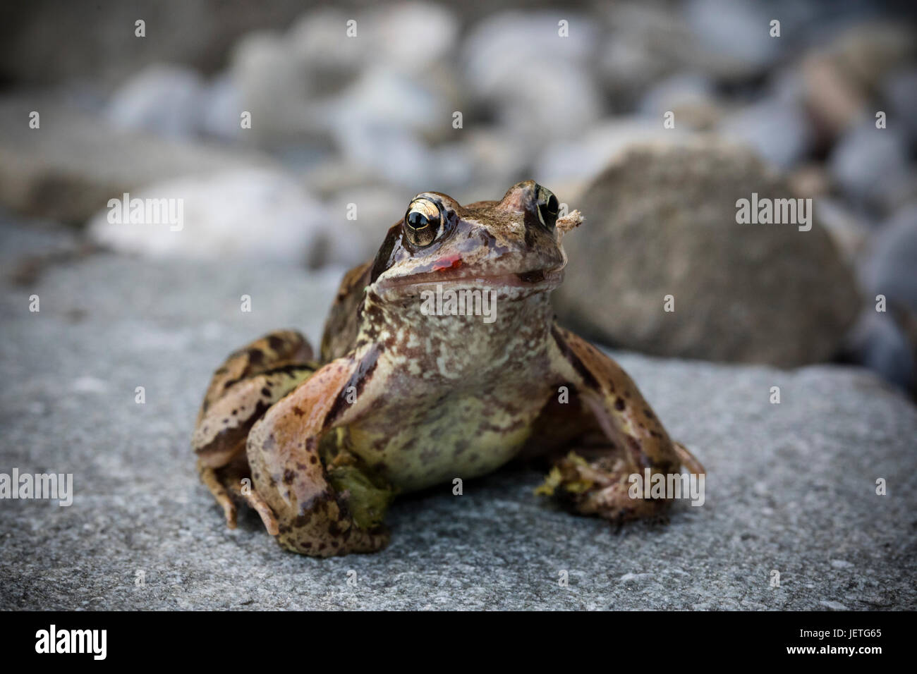 Scoff frog hi-res stock photography and images - Alamy