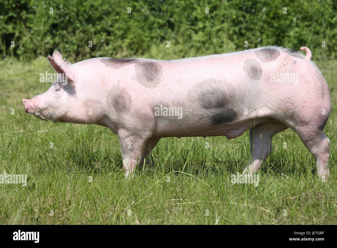 Young spotted pietrain pig with black spots on farm field. Spotted ...