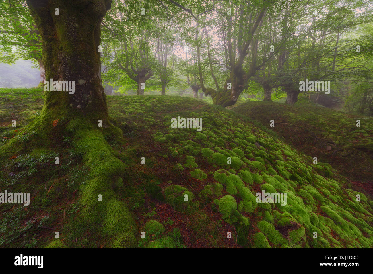 Green bubbles in a foggy forest Stock Photo - Alamy