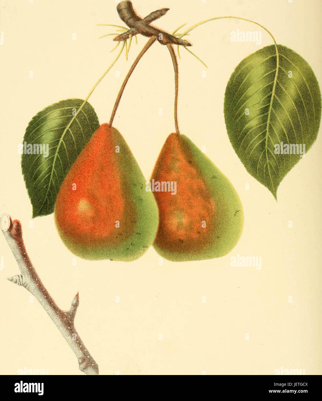 Fruits ancient varieties hi-res stock photography and images - Alamy