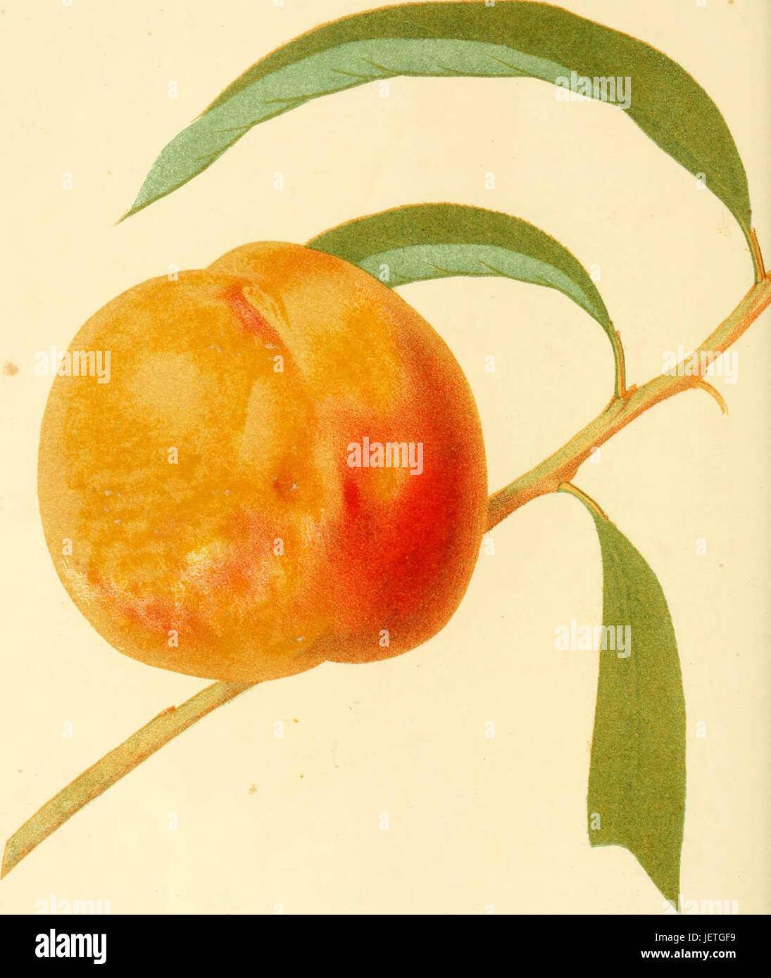 Fruits ancient varieties hi-res stock photography and images - Alamy