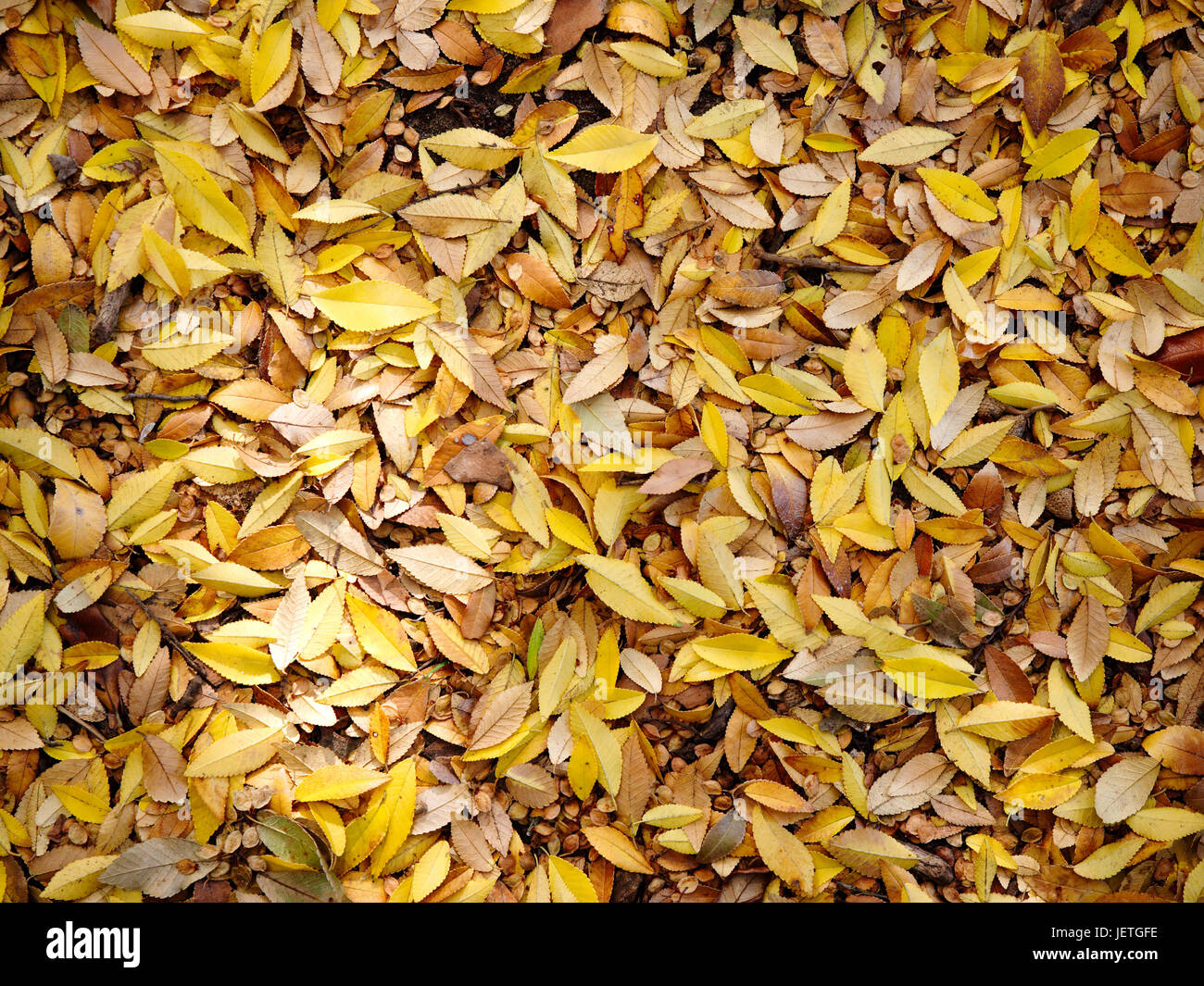 Fall leaves carpet Stock Photo - Alamy
