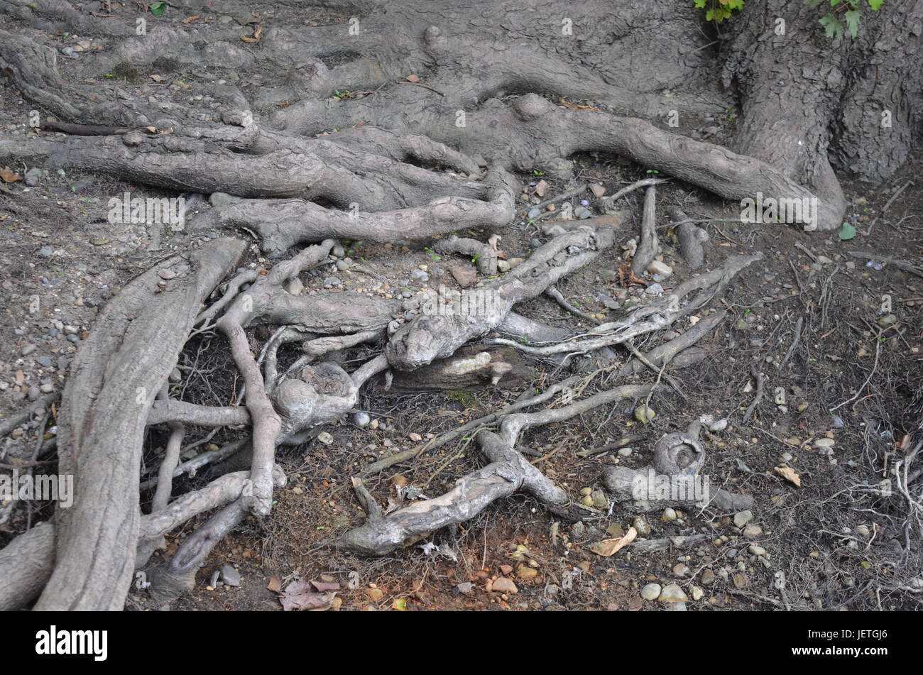 Roots steps hi-res stock photography and images - Alamy