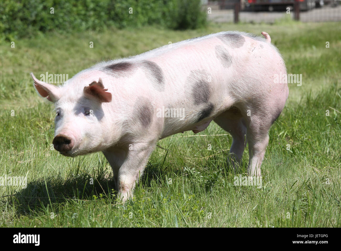 Spotted pietrain pig with black spots on pasture Stock Photo - Alamy