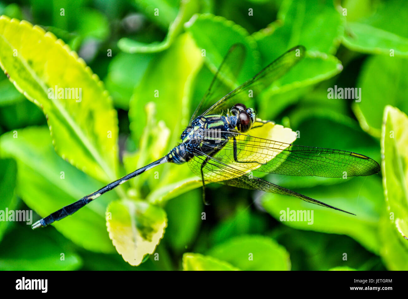 Insects in iran hi-res stock photography and images - Alamy