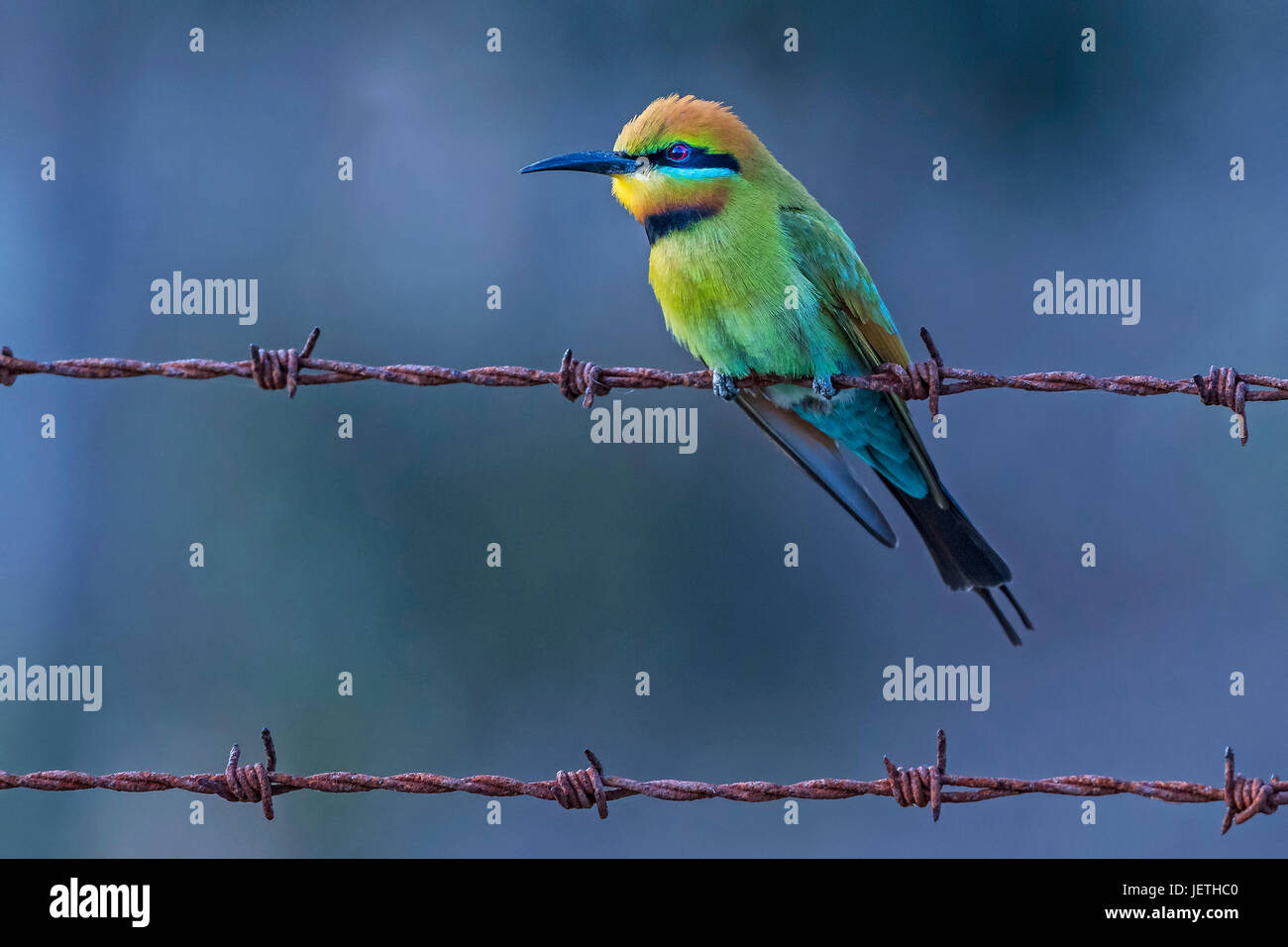 Rainbow Bee - Eater Stock Photo - Alamy