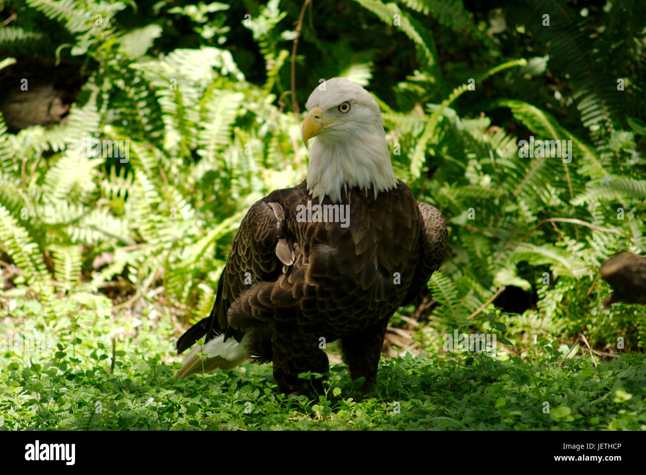 bald eagle standing Stock Photo - Alamy
