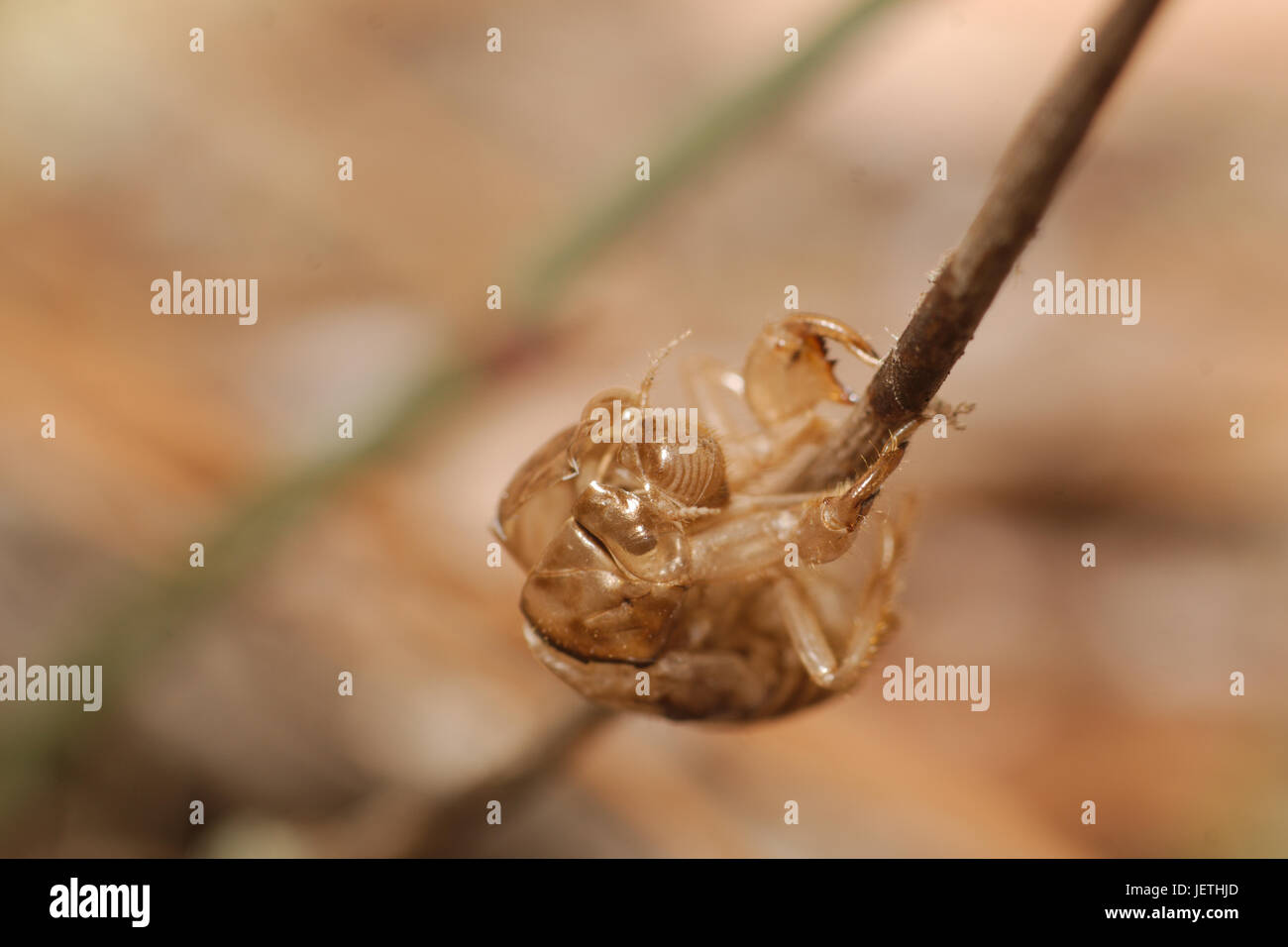 Cicadas hi-res stock photography and images - Alamy