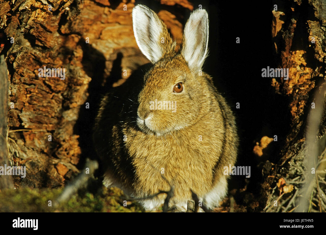 Snowy shoe hare, Lepus americanus, Denali N.P., Alaska, Schneeschuhhase ...
