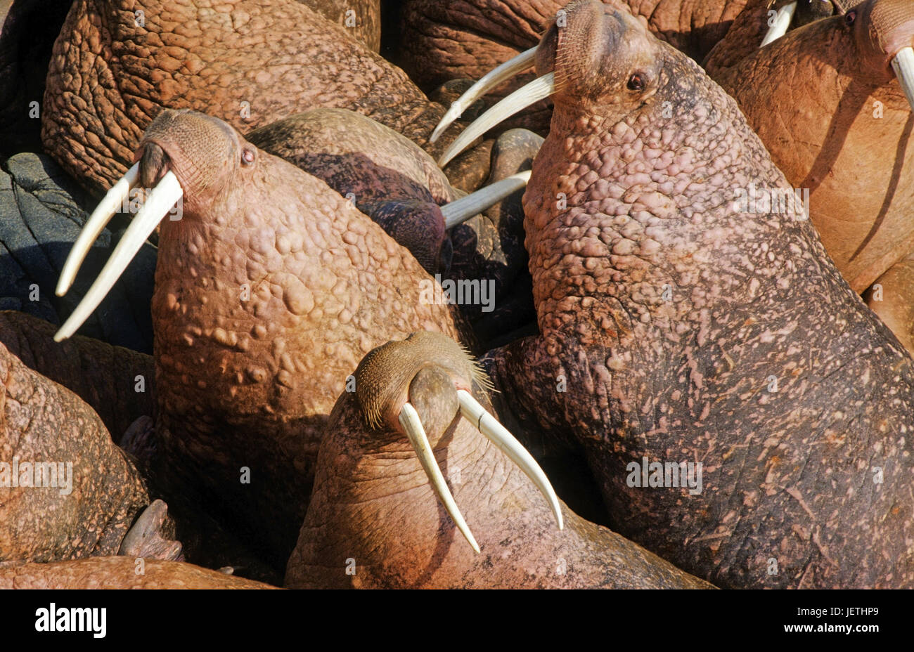 Walrus colony alaska hi-res stock photography and images - Alamy