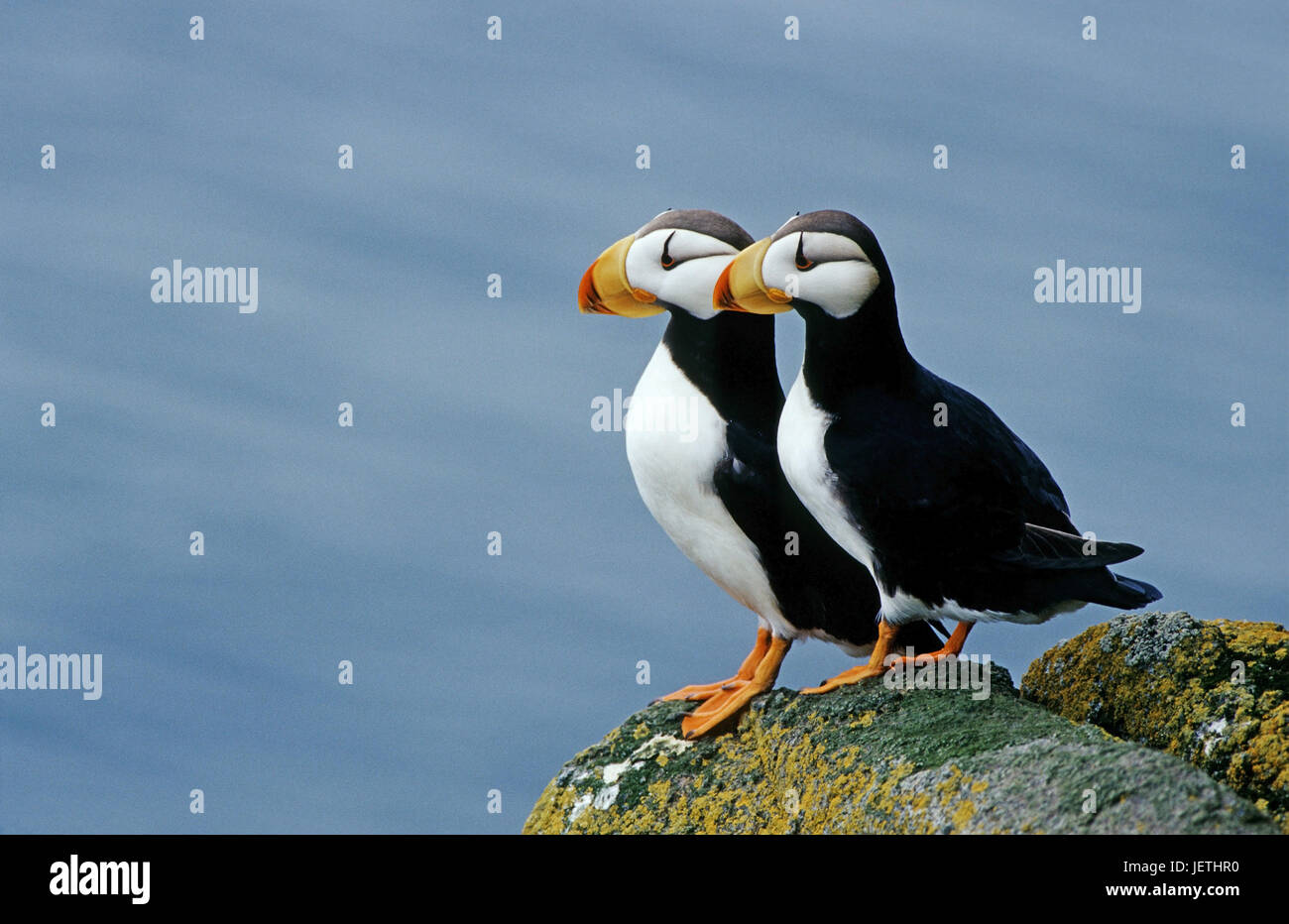 Parrot diver, Fratercula corniculata, Round Iceland, the Bering Sea ...