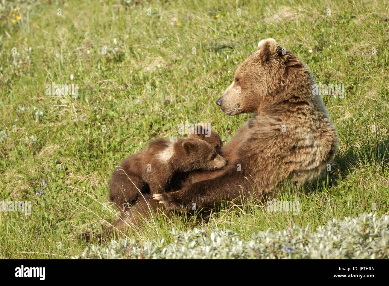Brown she-bear nurses twins, Braunbaerin saeugt Zwillinge Stock Photo ...