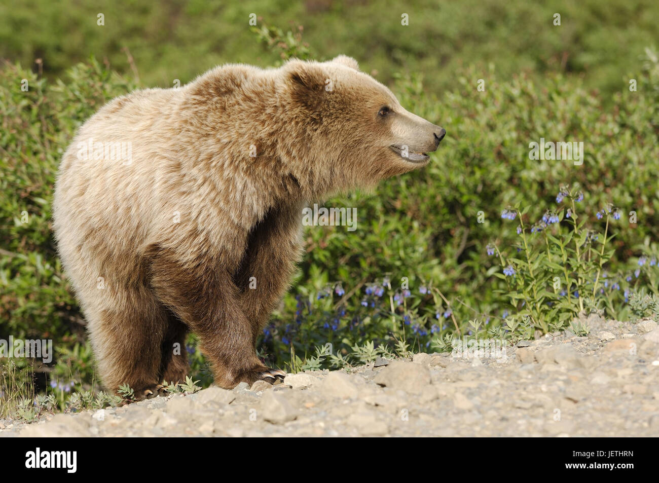 Brown bear, Braunbaer Stock Photo - Alamy