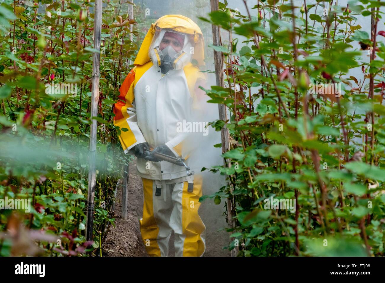 A worker walks among rose bushes spraying the pesticide dilution at a ...