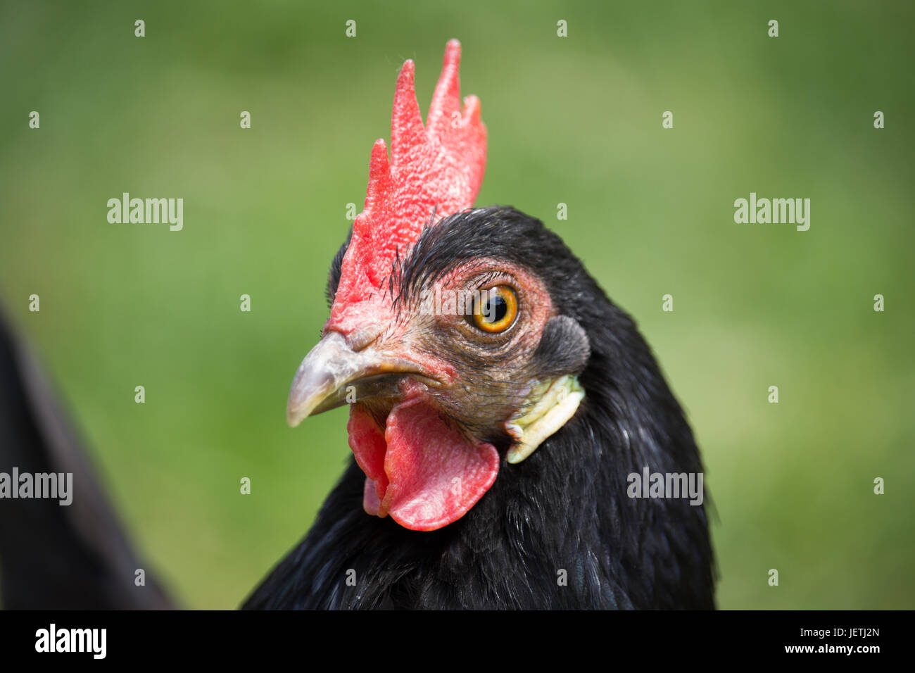 Black australorp chicken hi-res stock photography and images - Alamy
