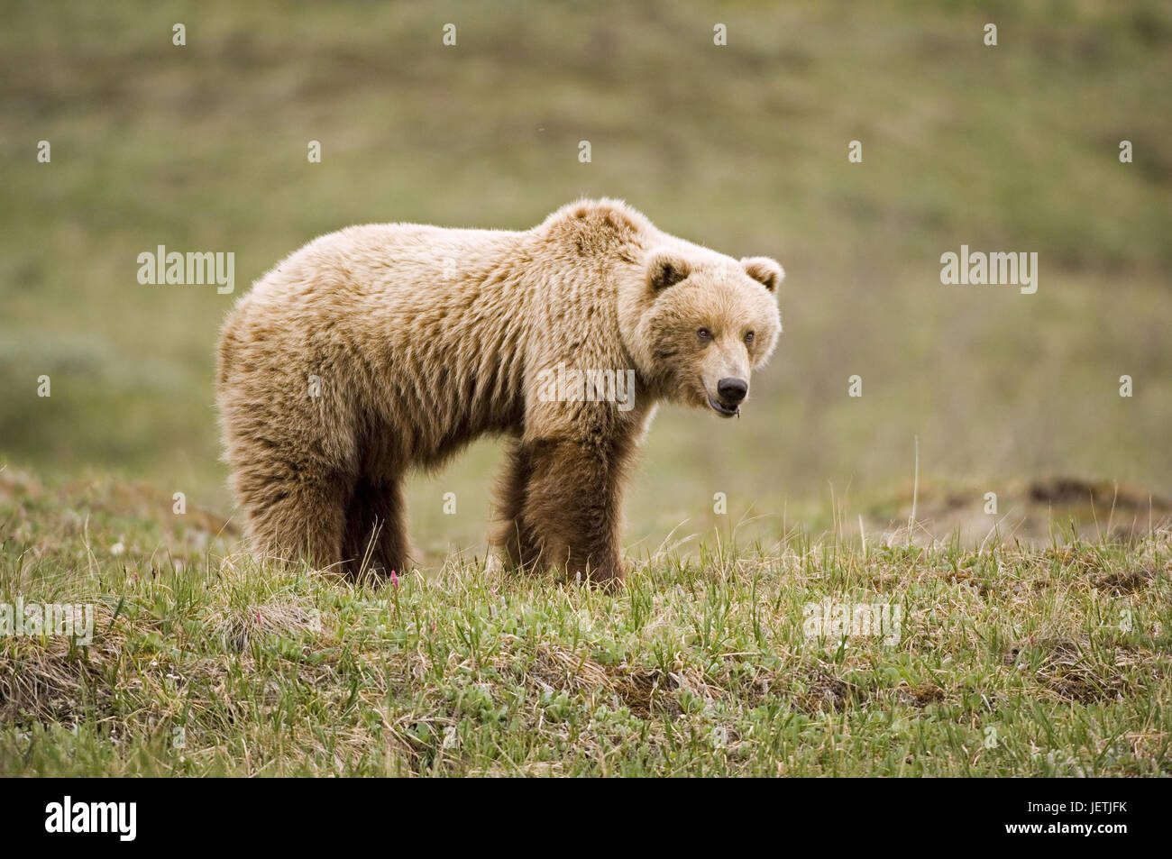 Brown bear, Braunbaer Stock Photo - Alamy