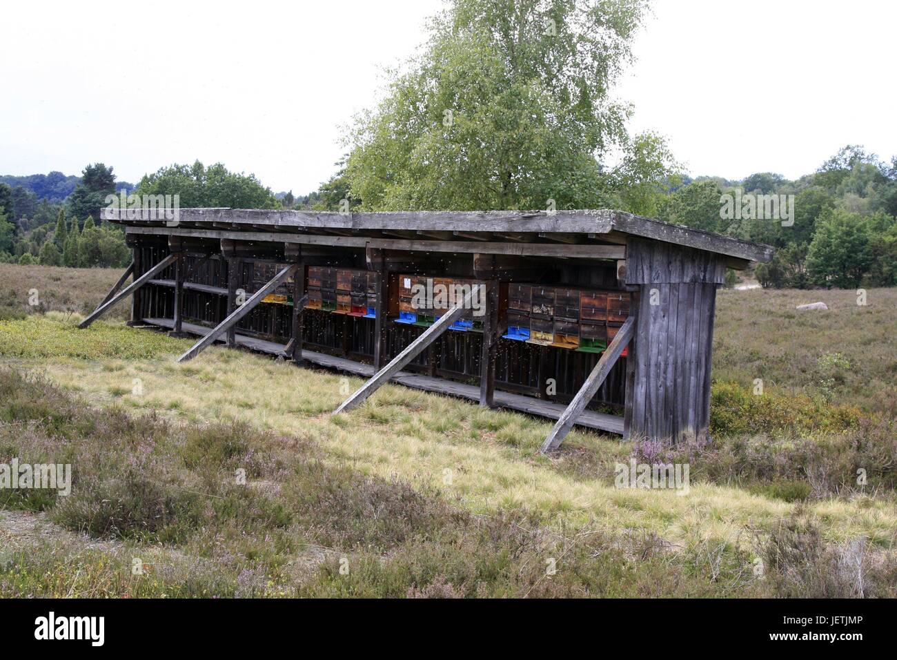 Installation of modern bee hives in the Lüneburg Heath. More and more ...