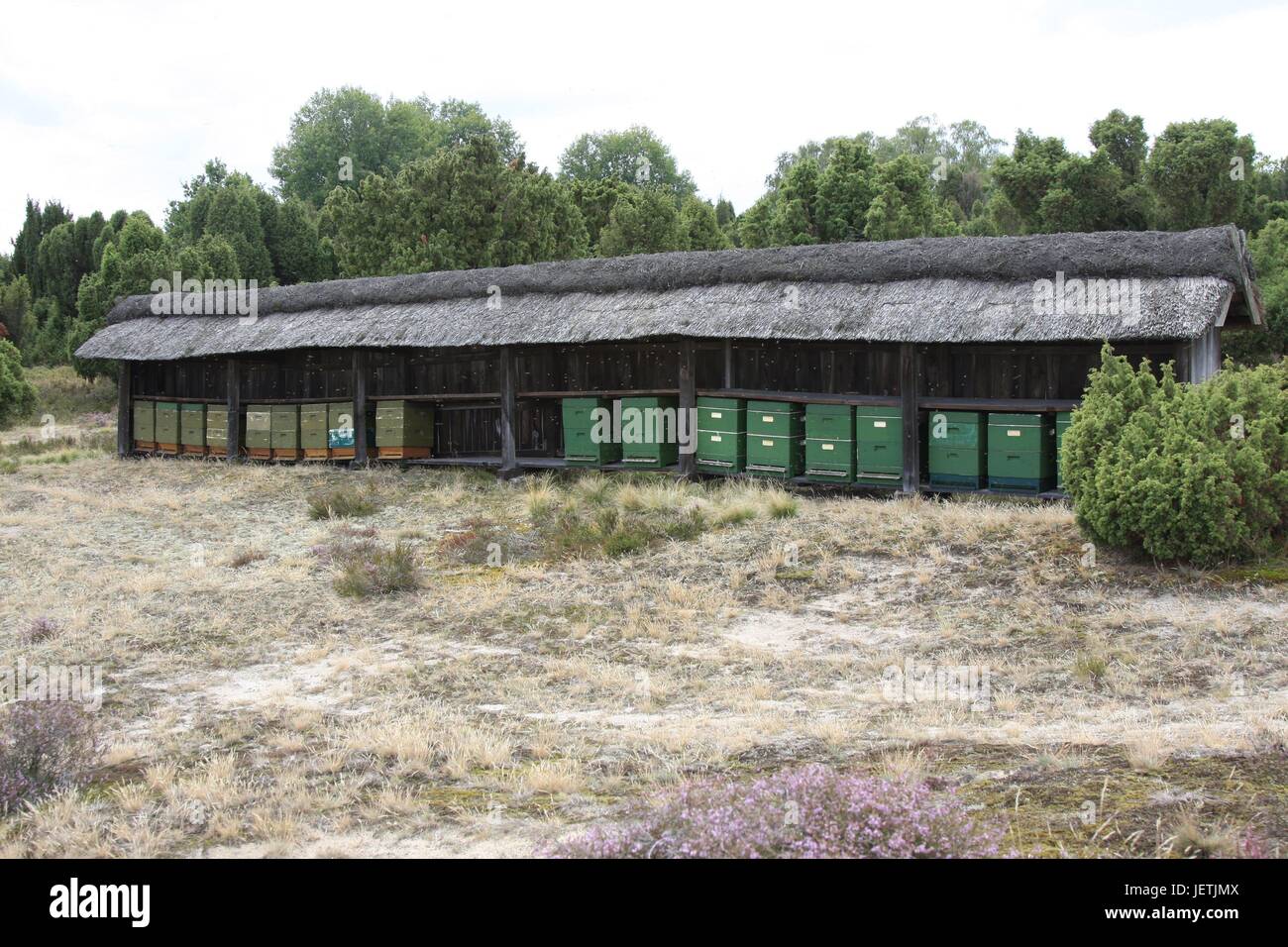 Installation of modern bee hives in the Lüneburg Heath. More and more ...