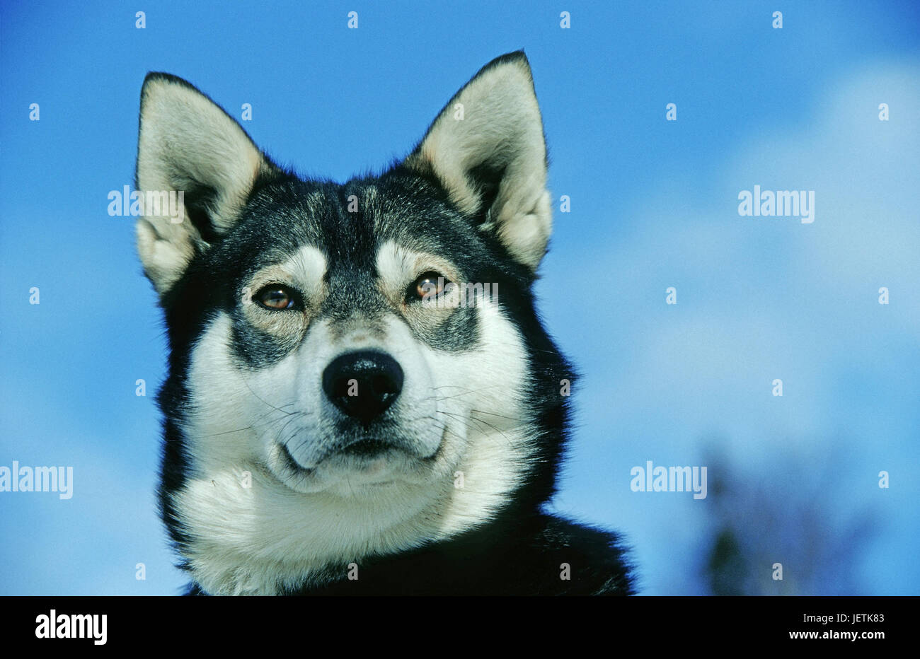 Sledge dog's portrait, Schlittenhundeporträt Stock Photo - Alamy
