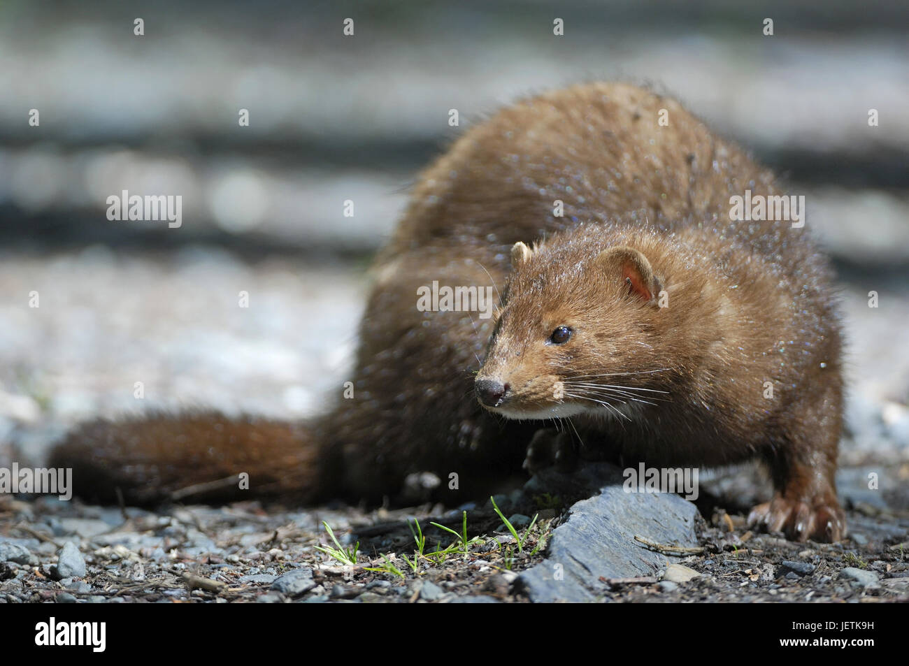 American mink iceland hi-res stock photography and images - Alamy