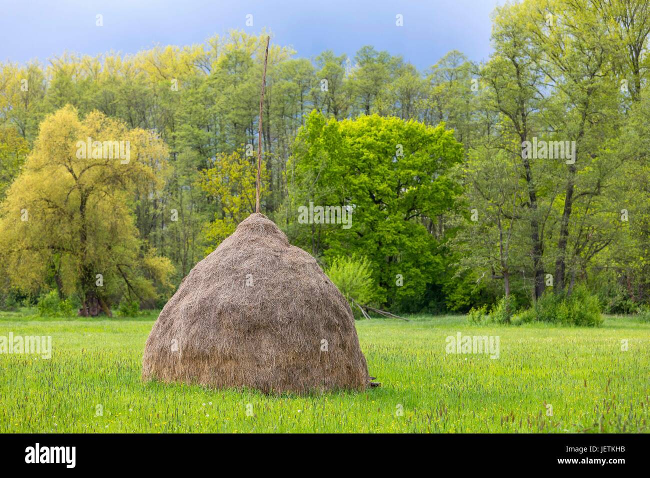 Spring in the Spreewald (Spree forest) in Luebbenau/Lehde (Brandenburg ...