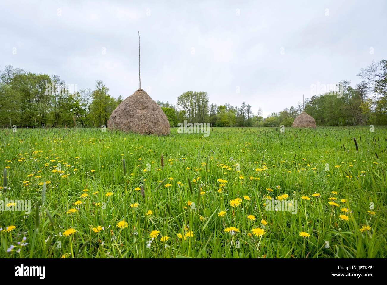 Spring in the Spreewald (Spree forest) in Luebbenau/Lehde (Brandenburg ...