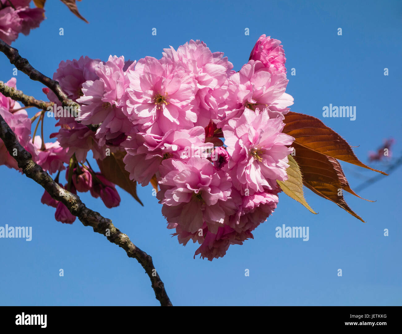 Cherry Tree Blossom close up, against a blue sky, Bournemouth, Dorset ...