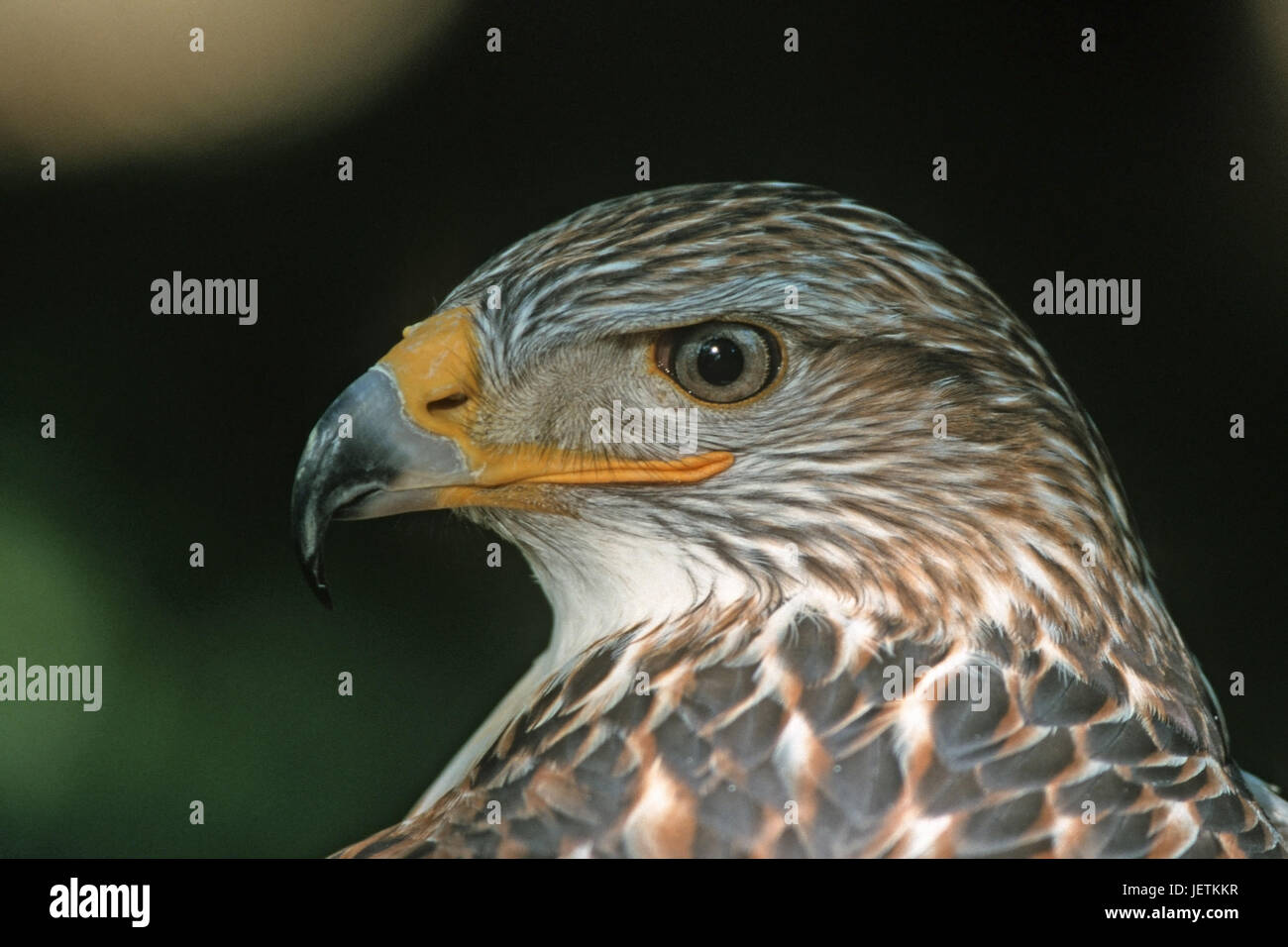 King's buzzard, Buteo regalis, Königsbussard (Buteo regalis Stock Photo ...