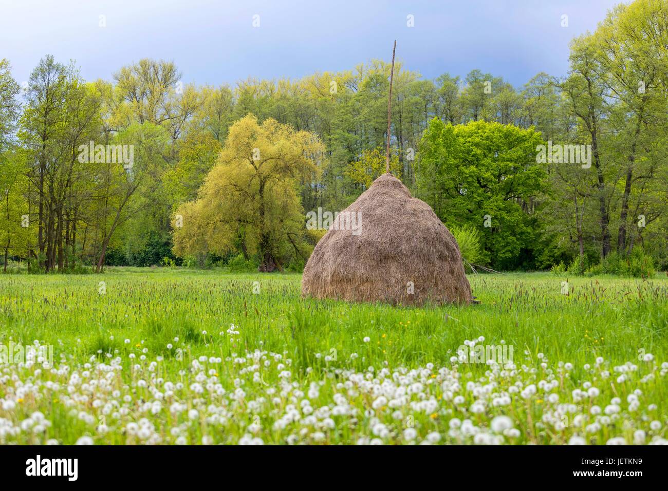 Spring in the Spreewald (Spree forest) in Luebbenau/Lehde (Brandenburg ...