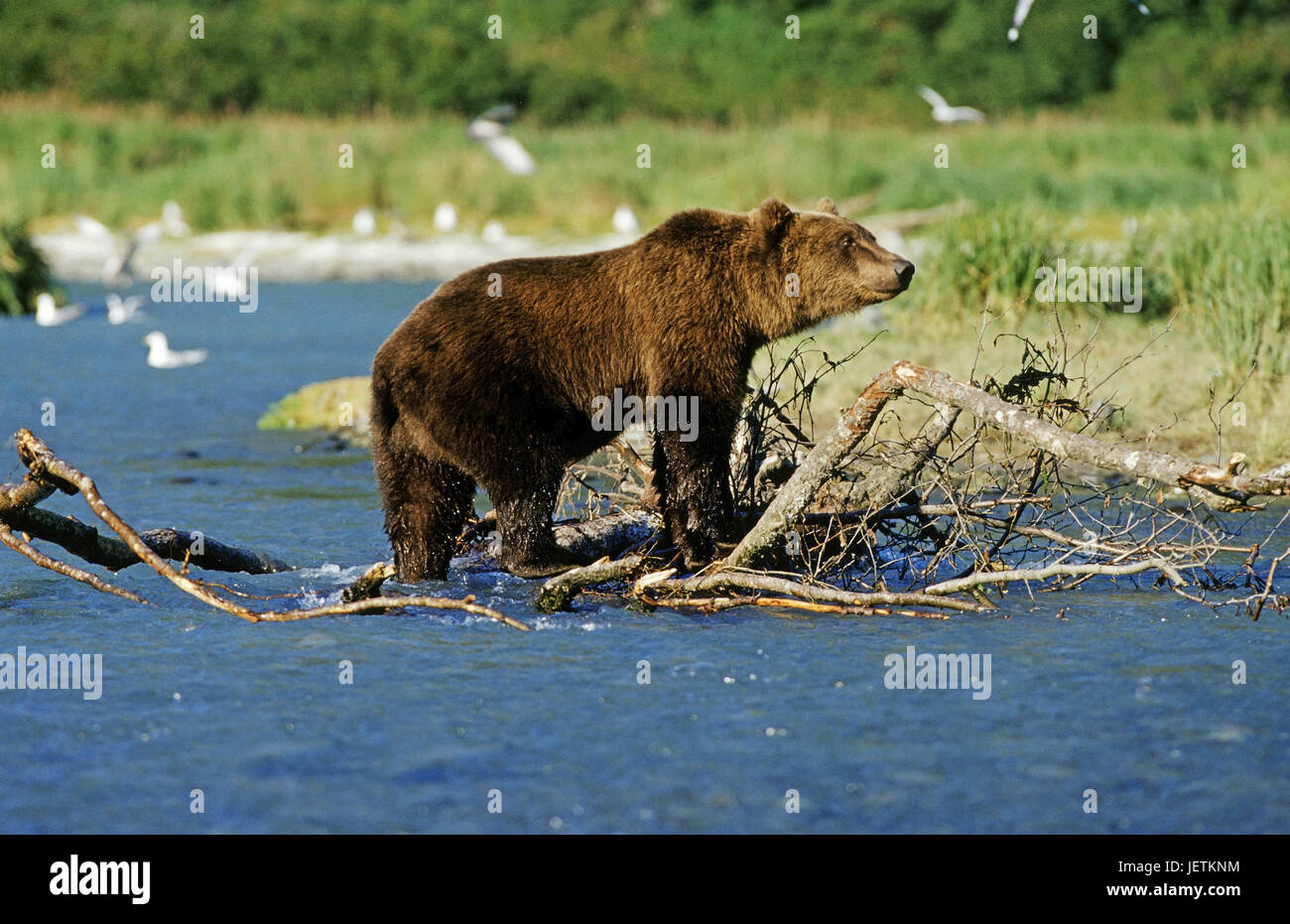 Brown bear, Braunbaer Stock Photo - Alamy