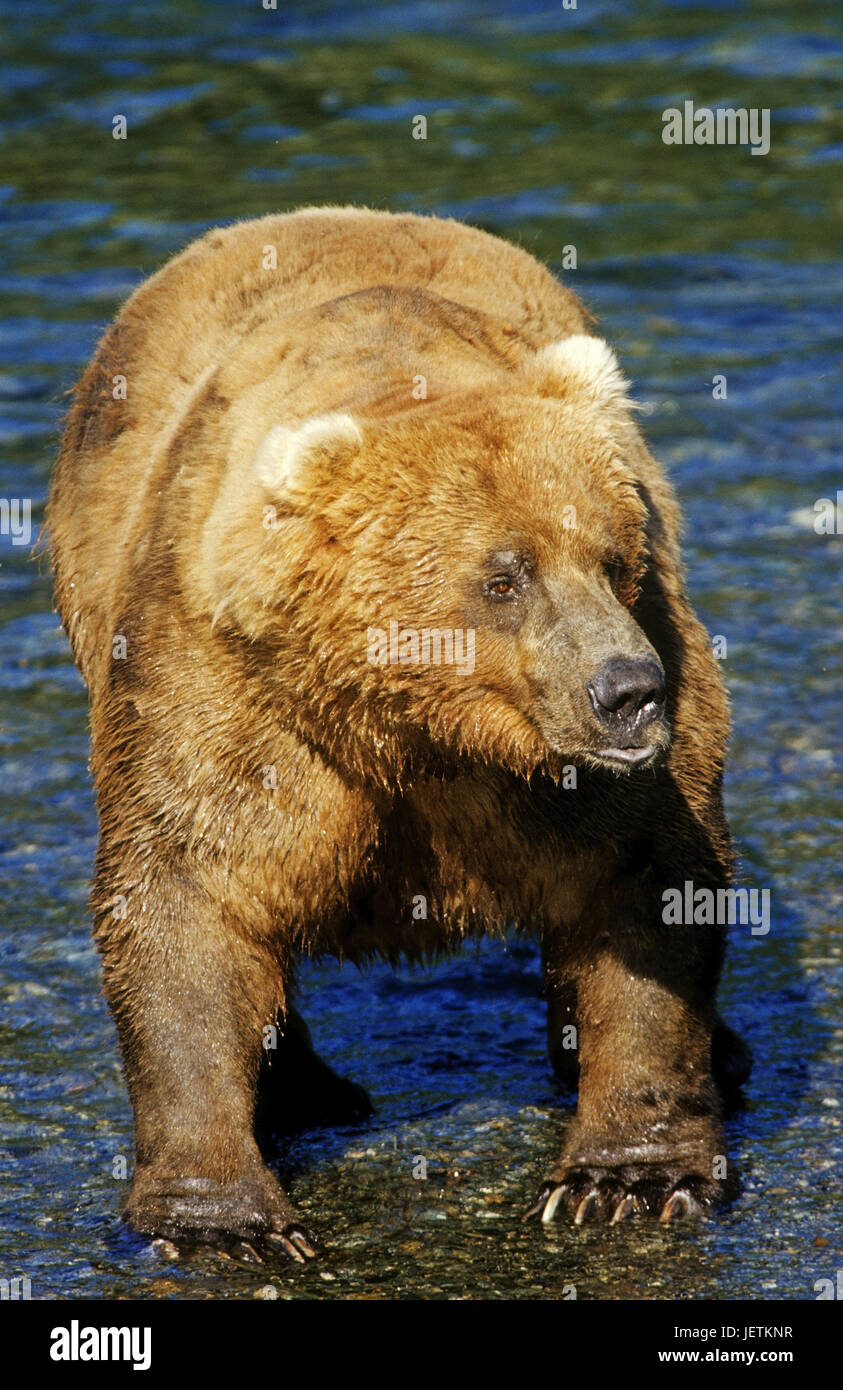 Brown bear, Braunbaer Stock Photo - Alamy