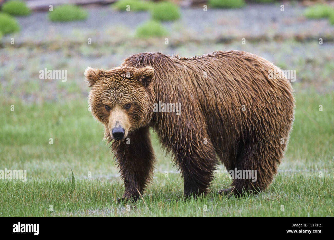Brown bear, Braunbaer Stock Photo - Alamy