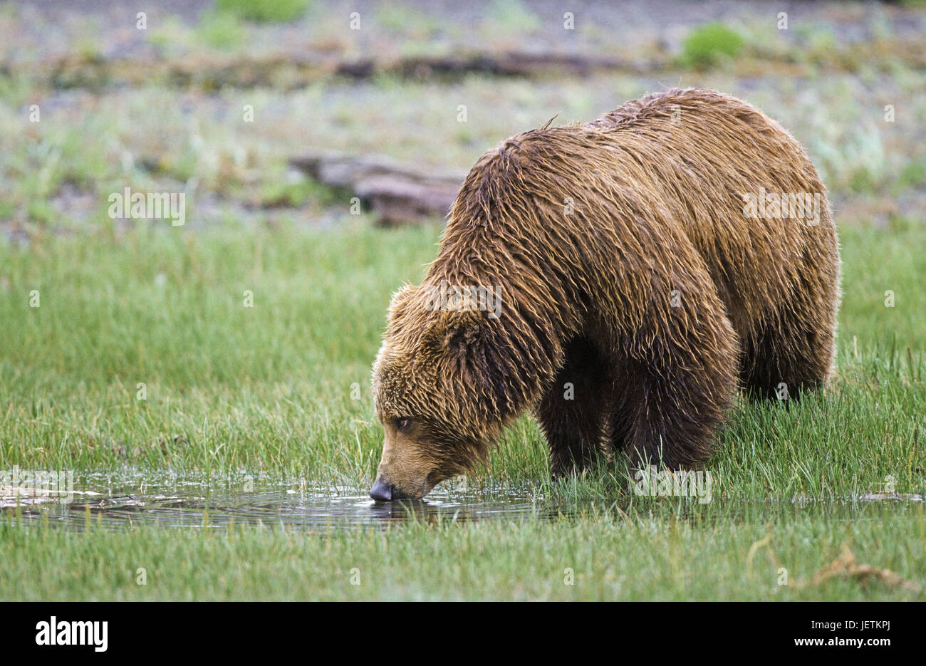 Brown bear drinks water, Braunbaer trinkt Wasser Stock Photo - Alamy