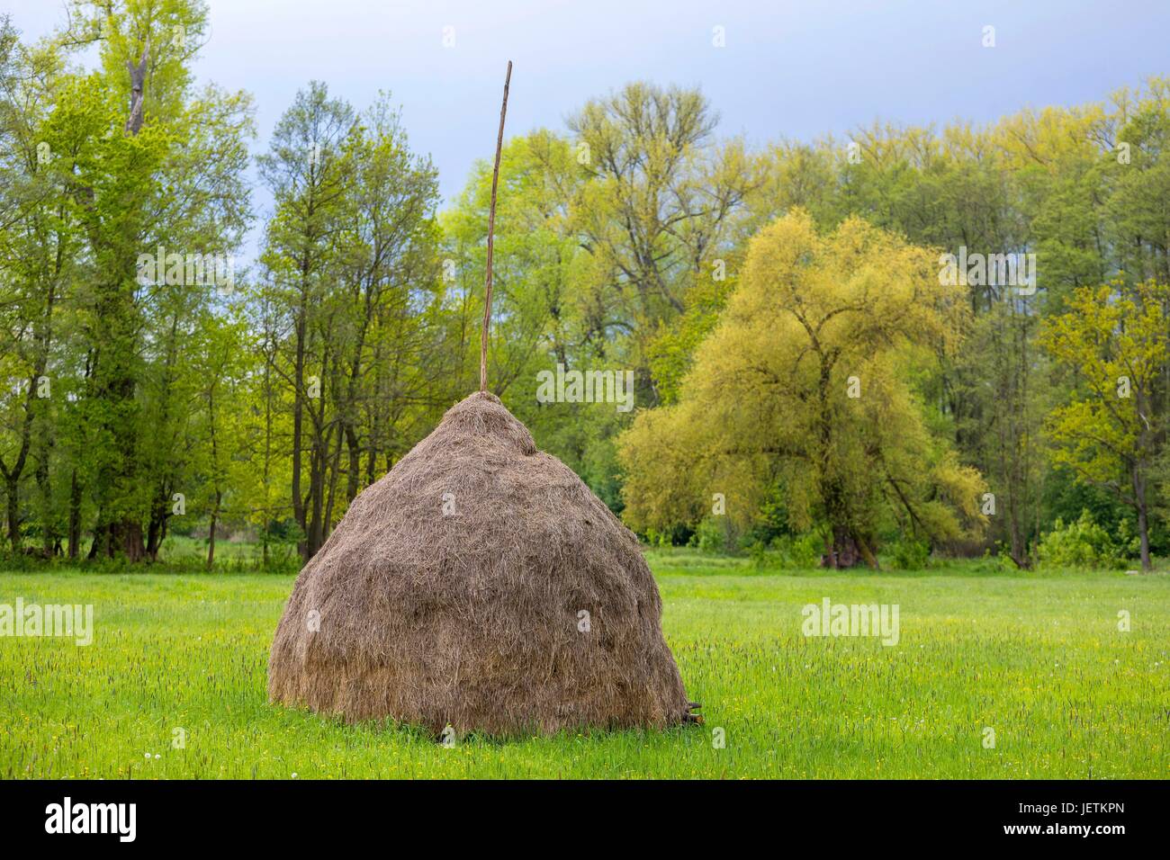 Spring in the Spreewald (Spree forest) in Luebbenau/Lehde (Brandenburg ...
