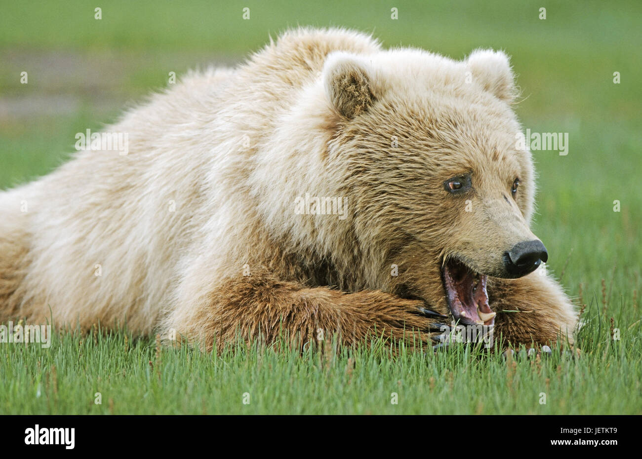 Brown bear, Braunbaer Stock Photo - Alamy