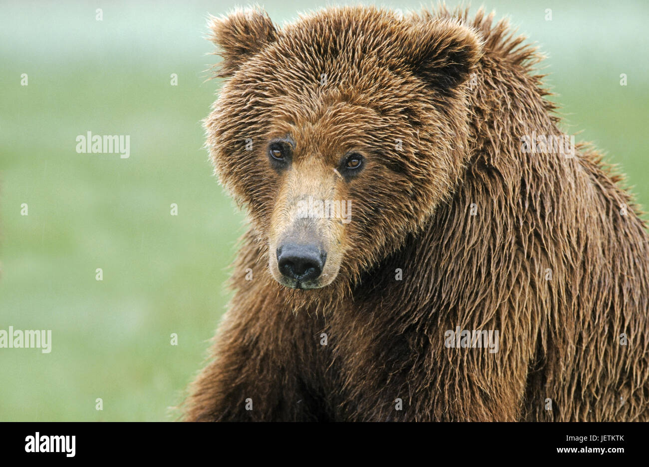 Brown bear, Braunbaer Stock Photo - Alamy