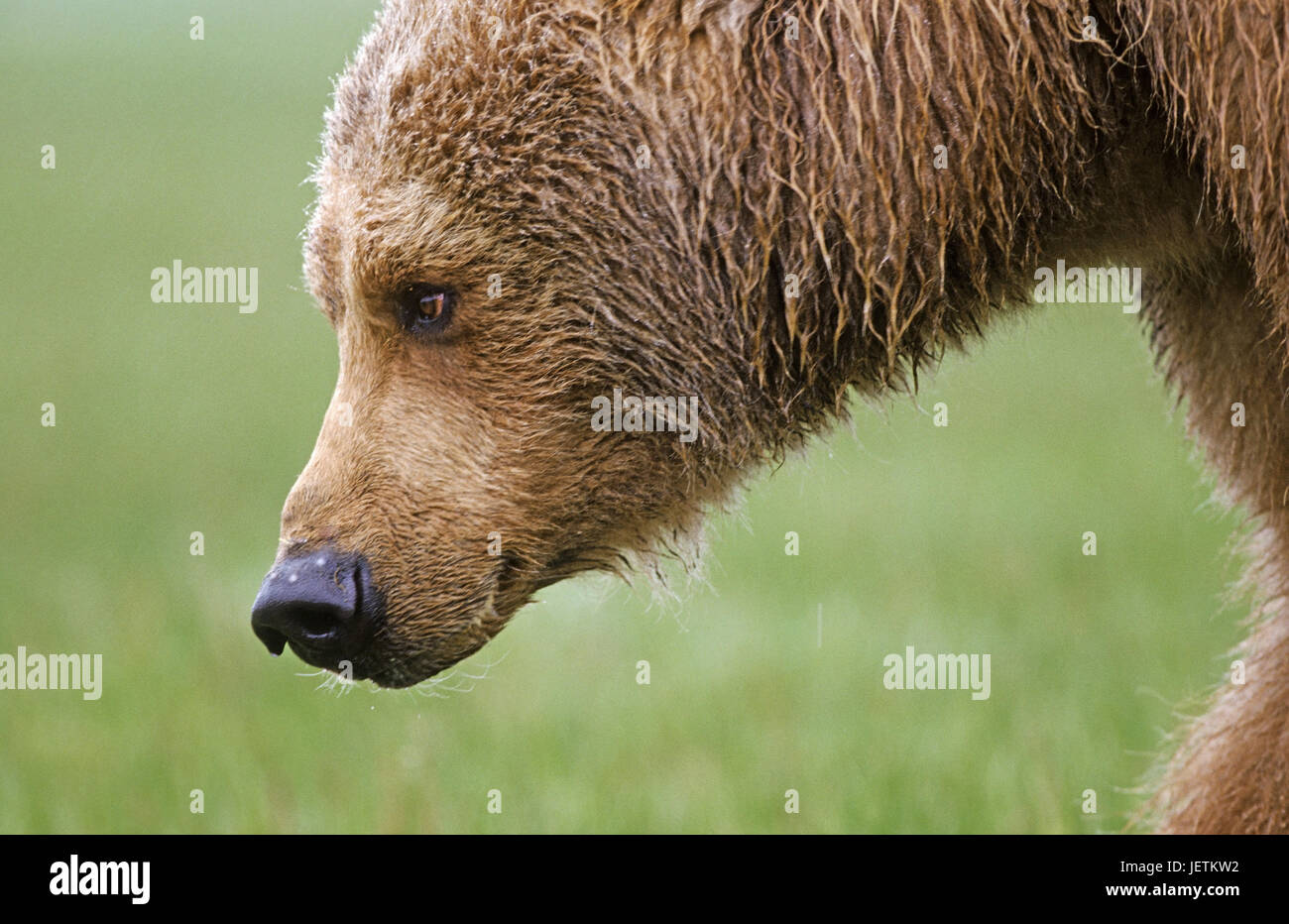 Brown bear, Braunbaer Stock Photo - Alamy