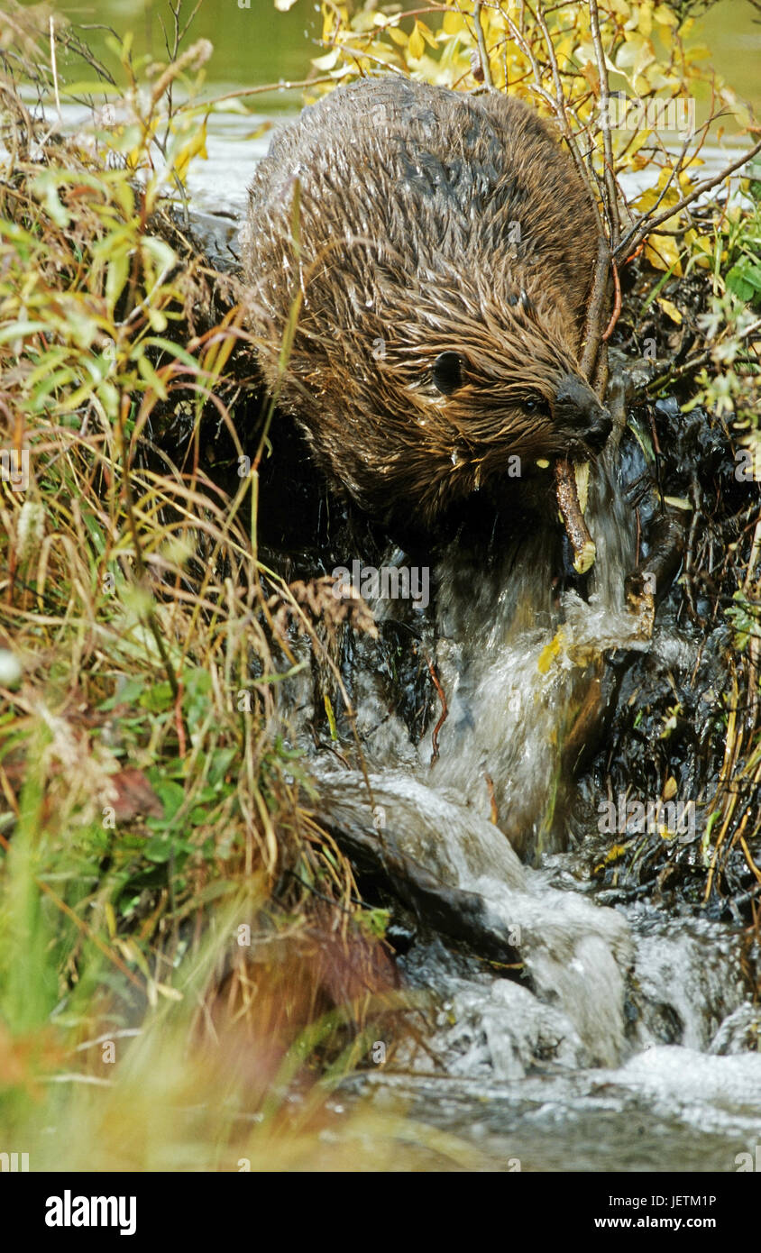 Beavers, Castor Canadensis, Biber (Castor Canadensis Stock Photo - Alamy
