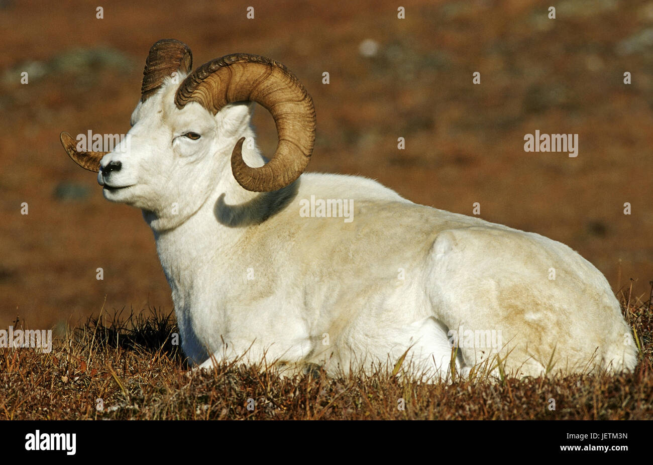 Dallschaf, Dall `see Sheep, Dallschaf - Dall`s Sheep Stock Photo - Alamy
