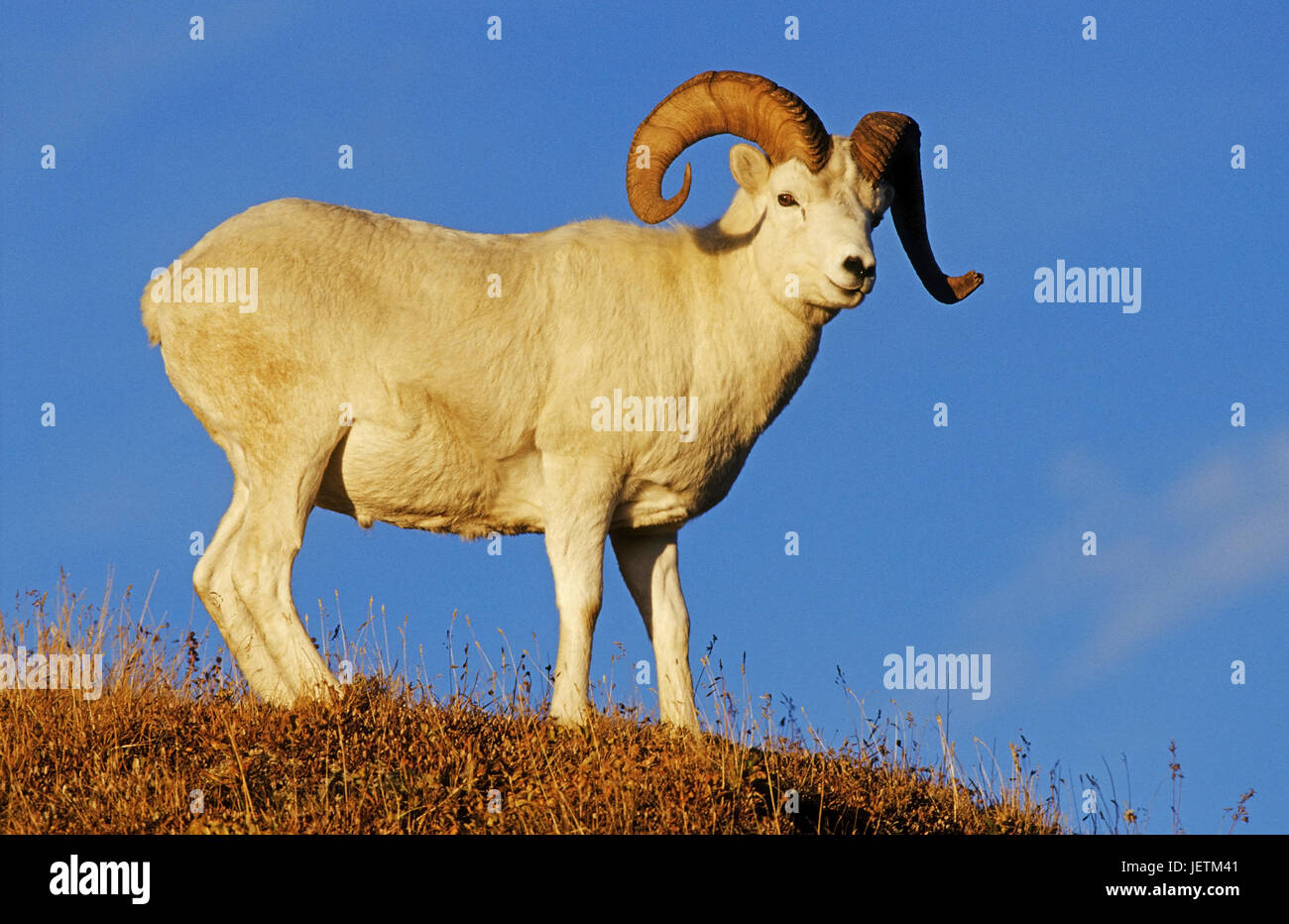 Dallschaf, Dall `see Sheep, Dallschaf - Dall`s Sheep Stock Photo - Alamy