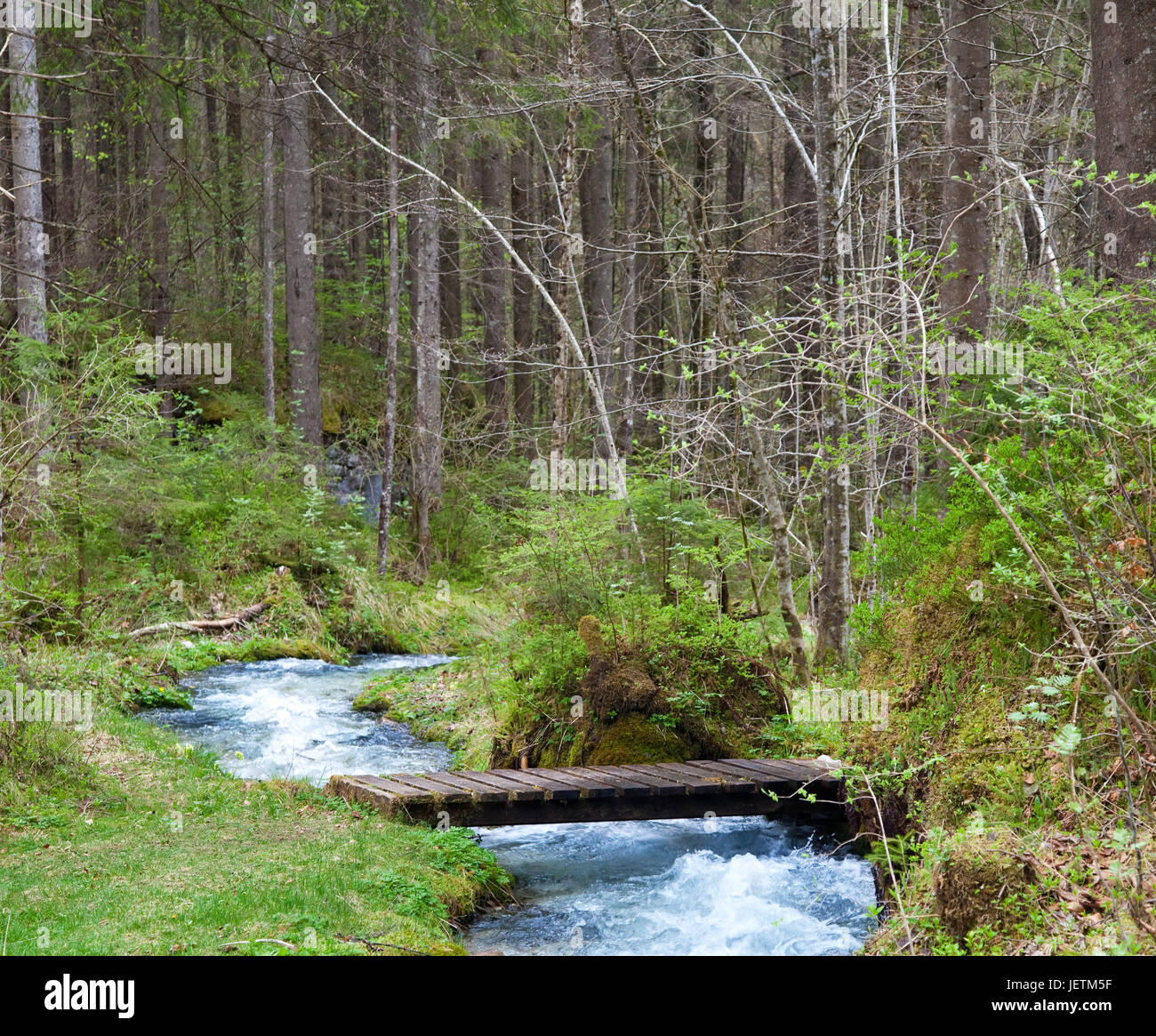 small creek in spring forest Stock Photo - Alamy