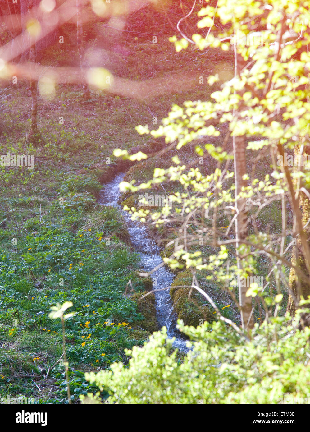 small creek in spring forest Stock Photo - Alamy
