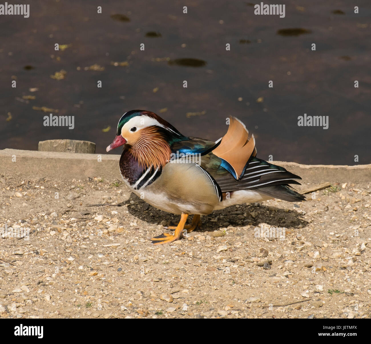 Mandarin Duck, Male, Drake, (Aix galericulata) standing on ground by ...
