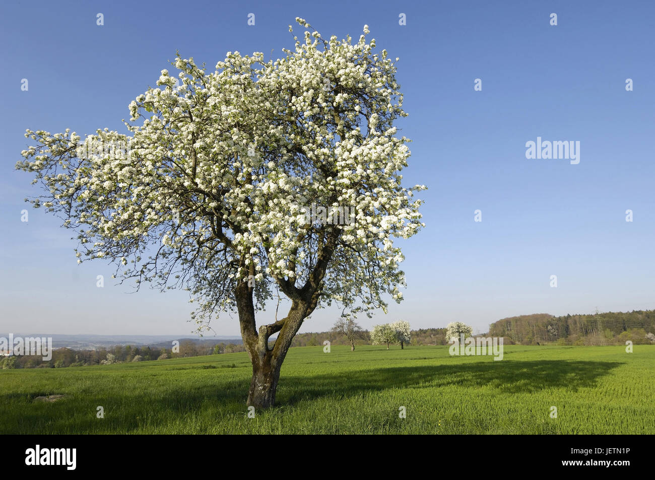 Apple tree in the blossom , Apfelbaum in der Blüte Stock Photo - Alamy